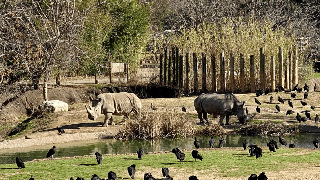 Waco Wildlife: The Best Waco Spots for Animal Lovers - Modern Texas ...