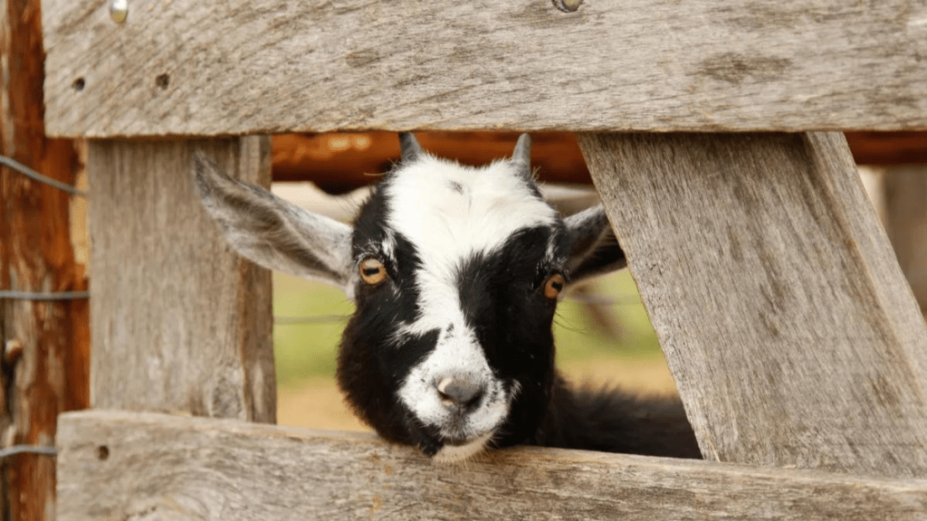Waco Wildlife: The Best Waco Spots for Animal Lovers - Modern Texas ...